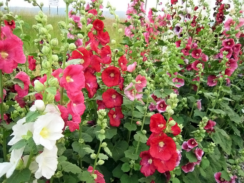 Hatmi nedir ne demektir? Hatmi Çiçeği - Laf Sözlük