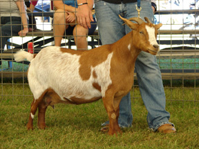 Goat Rancher Update: Myotonic Goat Registry World Grand Champion