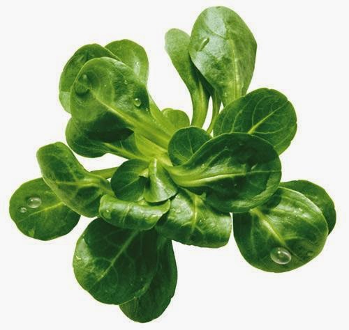 ¿Sabías que...? Los Canónigos para una ensalada Sin Fructosa Ni ...