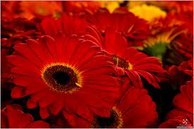 jenis-jenis bunga dan fungsinya dalam rangkaian ~ hana no uta