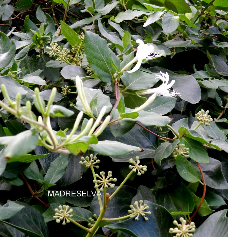 Mi herbario particular: HIEDRA (Hedera helix).