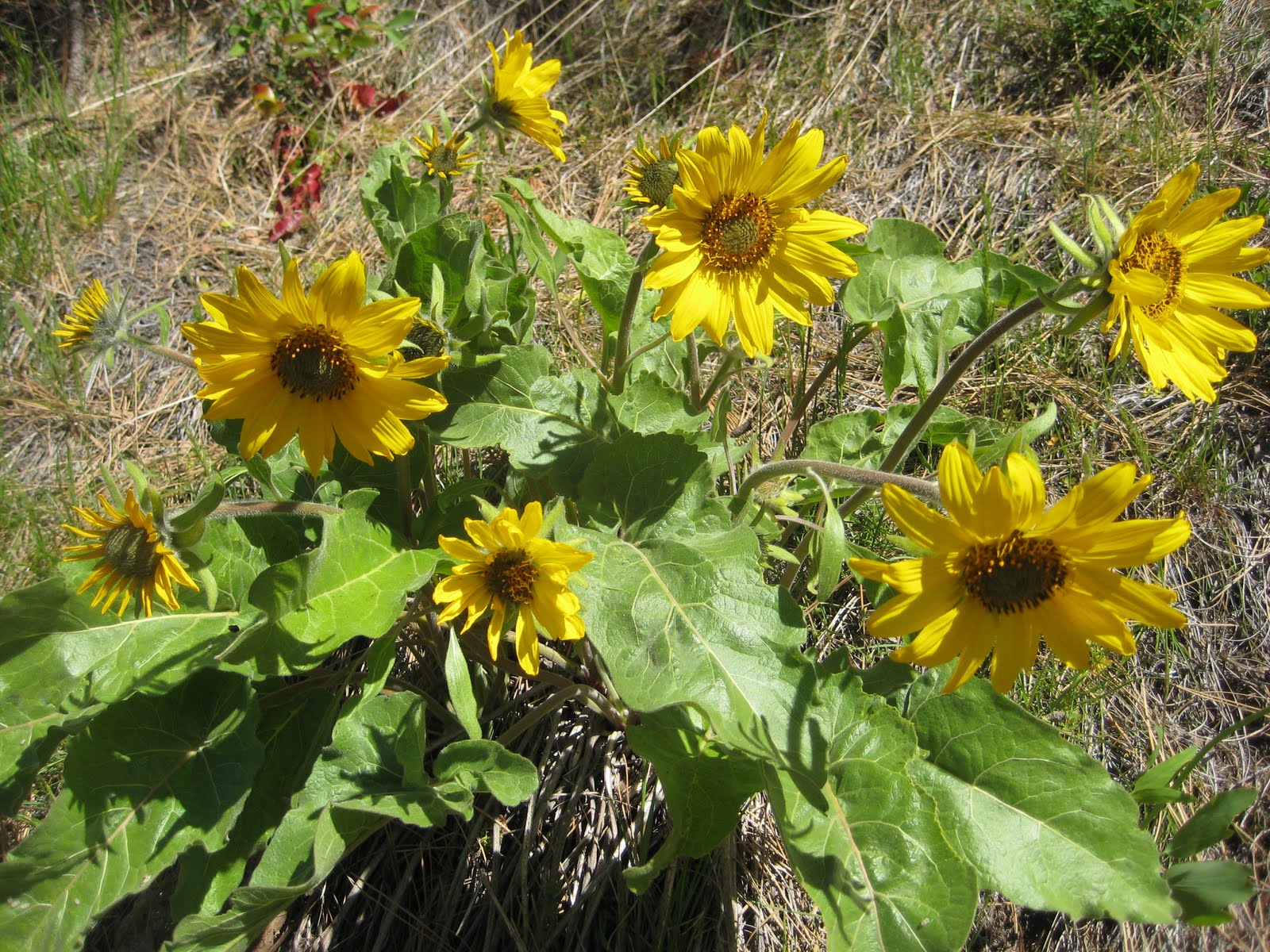 Wildflowers - Arrowleaf Balsamroot - Susan's in the Garden