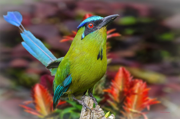 Μοτμότ - Ορνιθοπανίδα