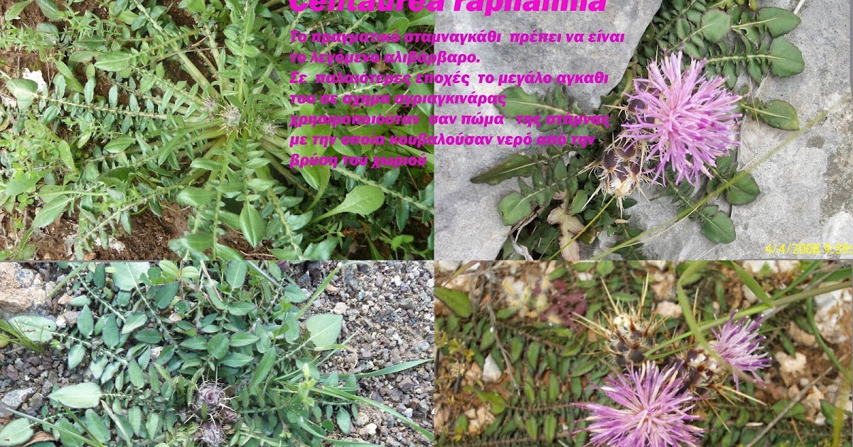 Χλωρίδα της Εύβοιας, Flora Euboea: Αλιβάρβαρο. Centaurea raphanina