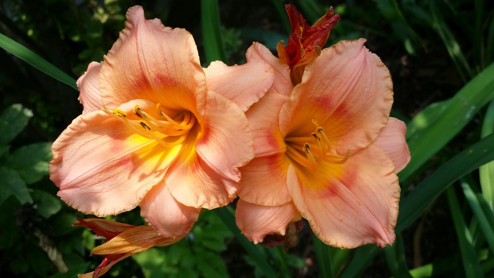 Summer Daylilies - Peaches and Plums