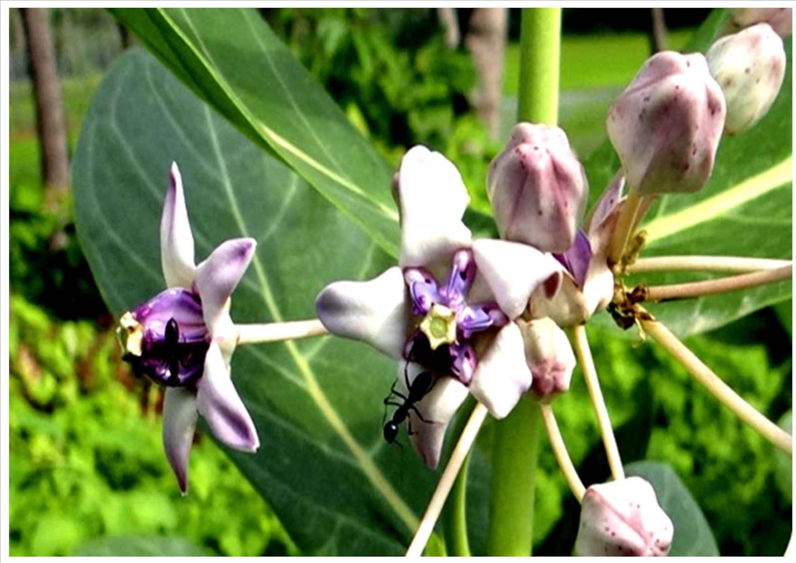 Gambar Aneka Bunga dan Keterangannya