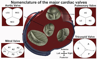 M É D E C I N E DE A-Z: Anatomie du valve aortique