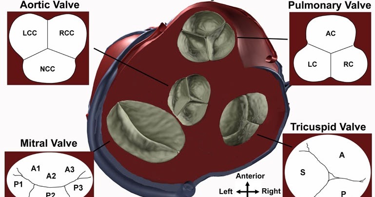 M É D E C I N E DE A-Z: Anatomie du valve aortique