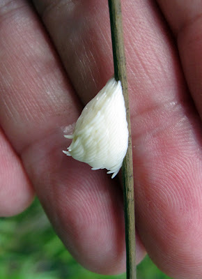 Squirrel's View: Deer Fly eggs