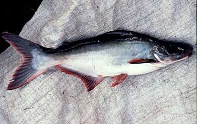 Bangladesh Development Studies: Freshwater Fish of Bangladesh