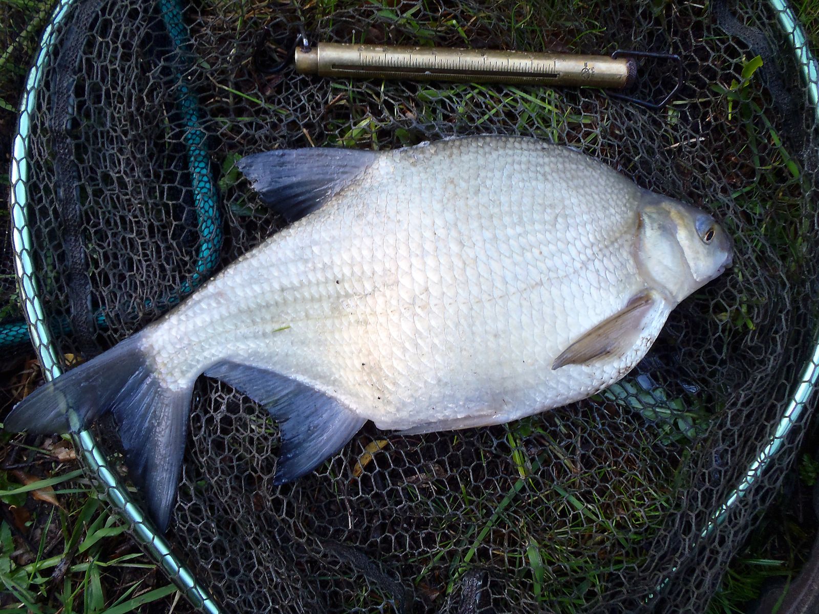 Idler's Quest: Silver Bream - Phenomenal Fish