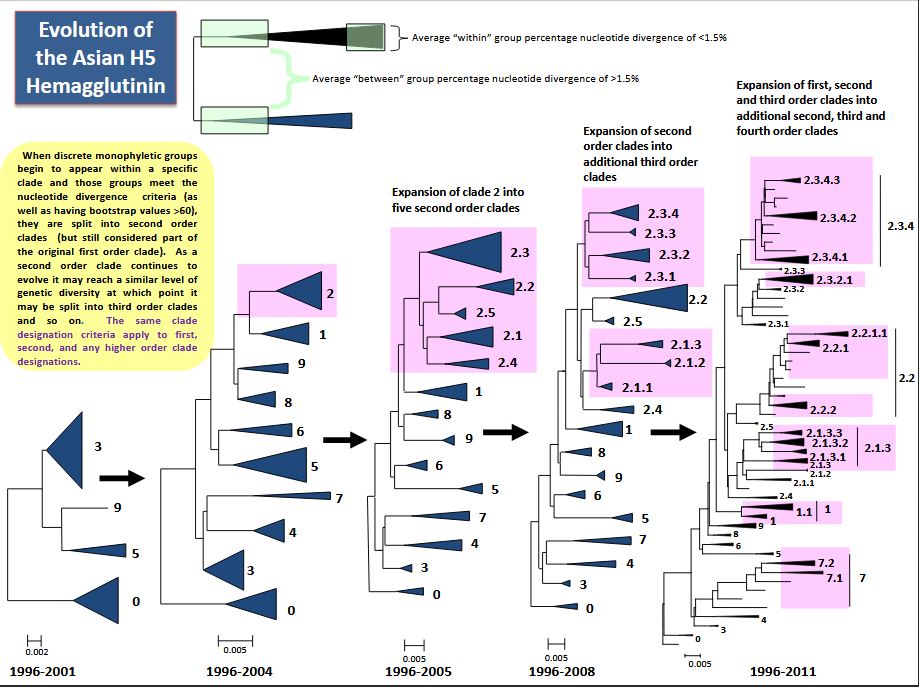 Avian Flu Diary: J Vet Sci: Evolution, Global Spread, And Pathogenicity ...