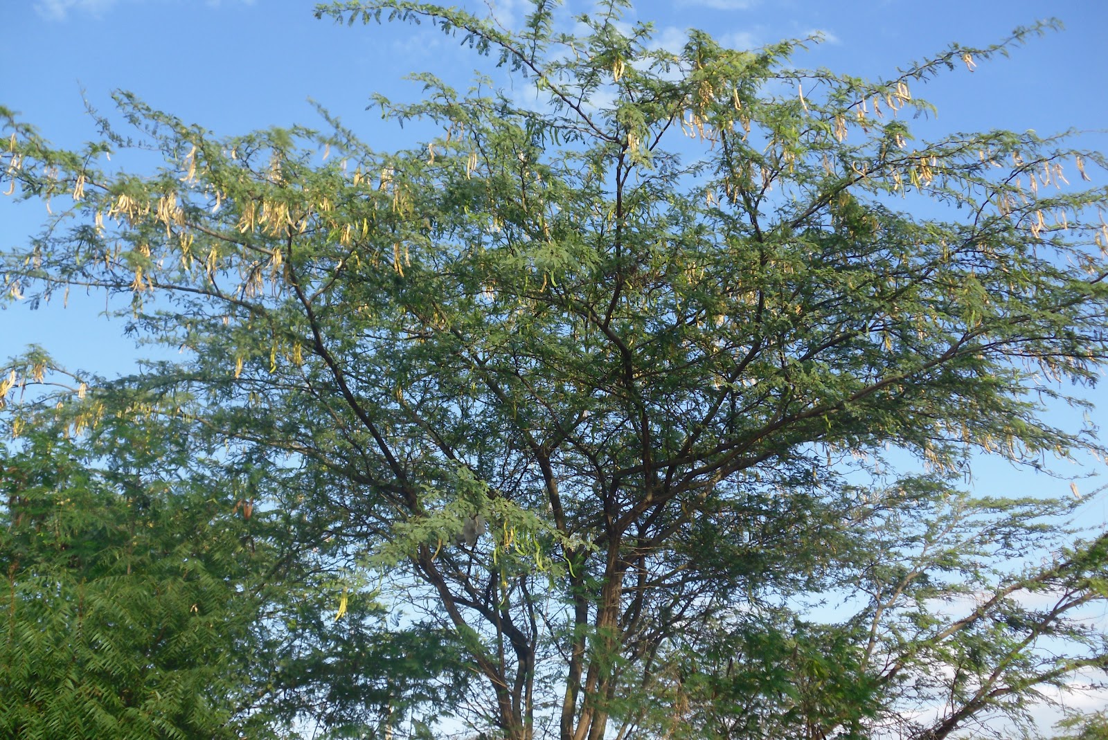 MEDICINA TRADICIONAL DOMINICANA