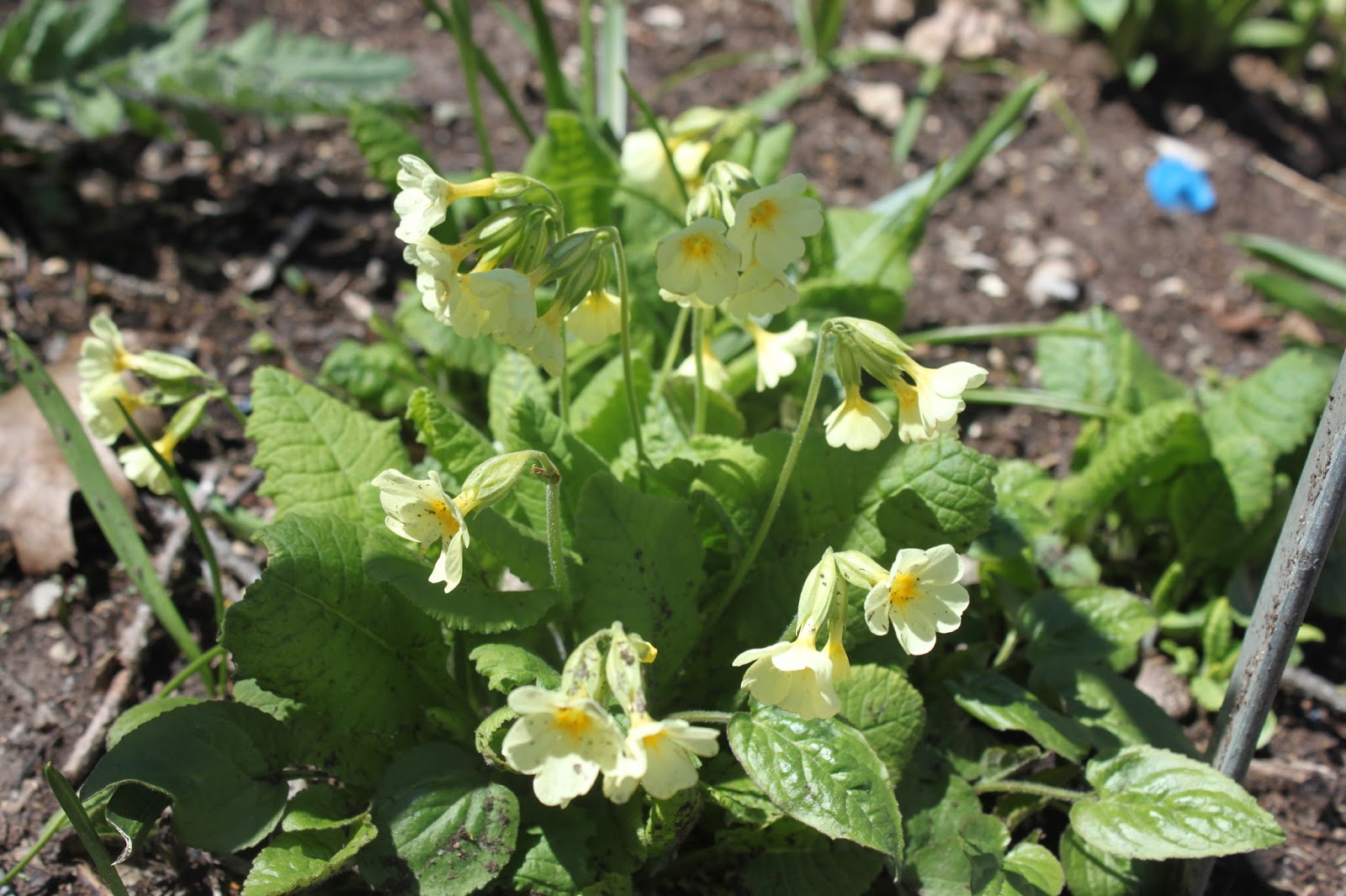 Confessions Of A Plant Geek: Primroses