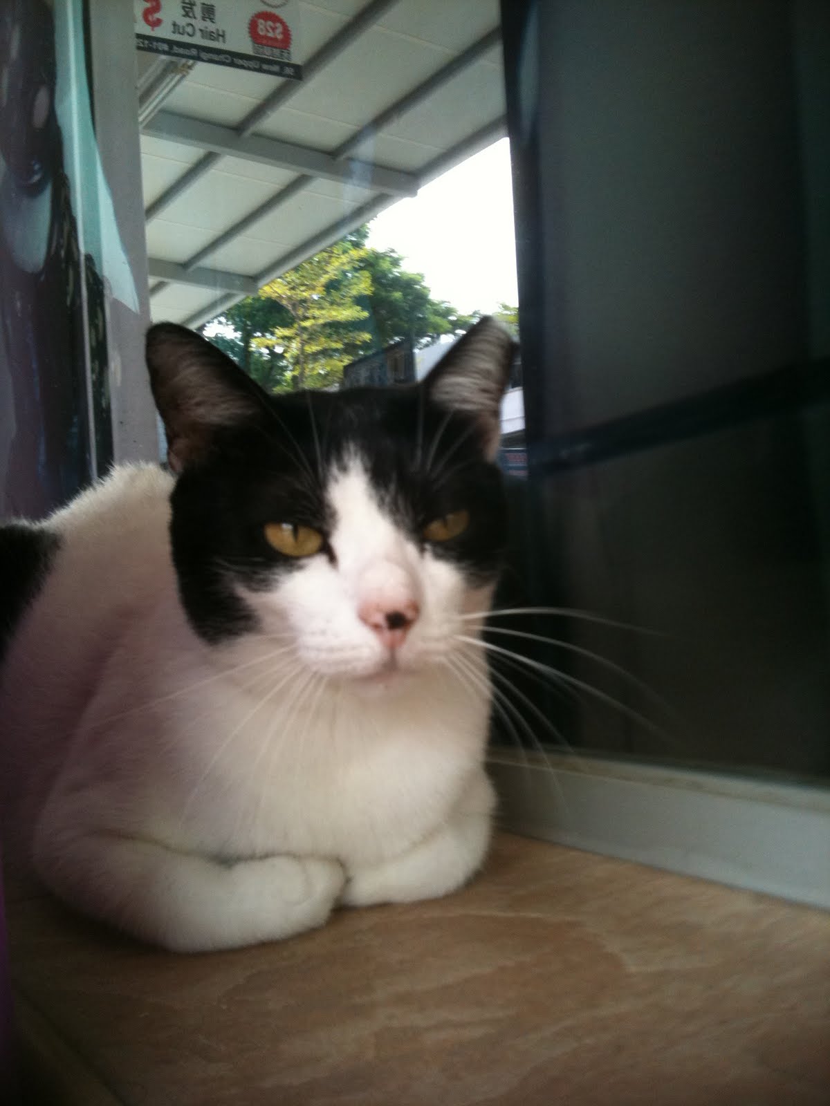 Singapore Community Cats: Hair Salon Cat called Lucy