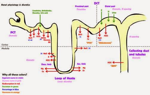KAMPUS FARMASI: ANFISMAN URINARIA