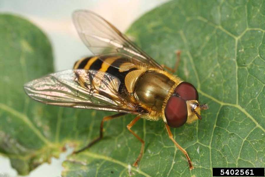 Alaska Bush Life, Off-Road, Off-Grid: Bees and Wasps: Hives, Stings ...