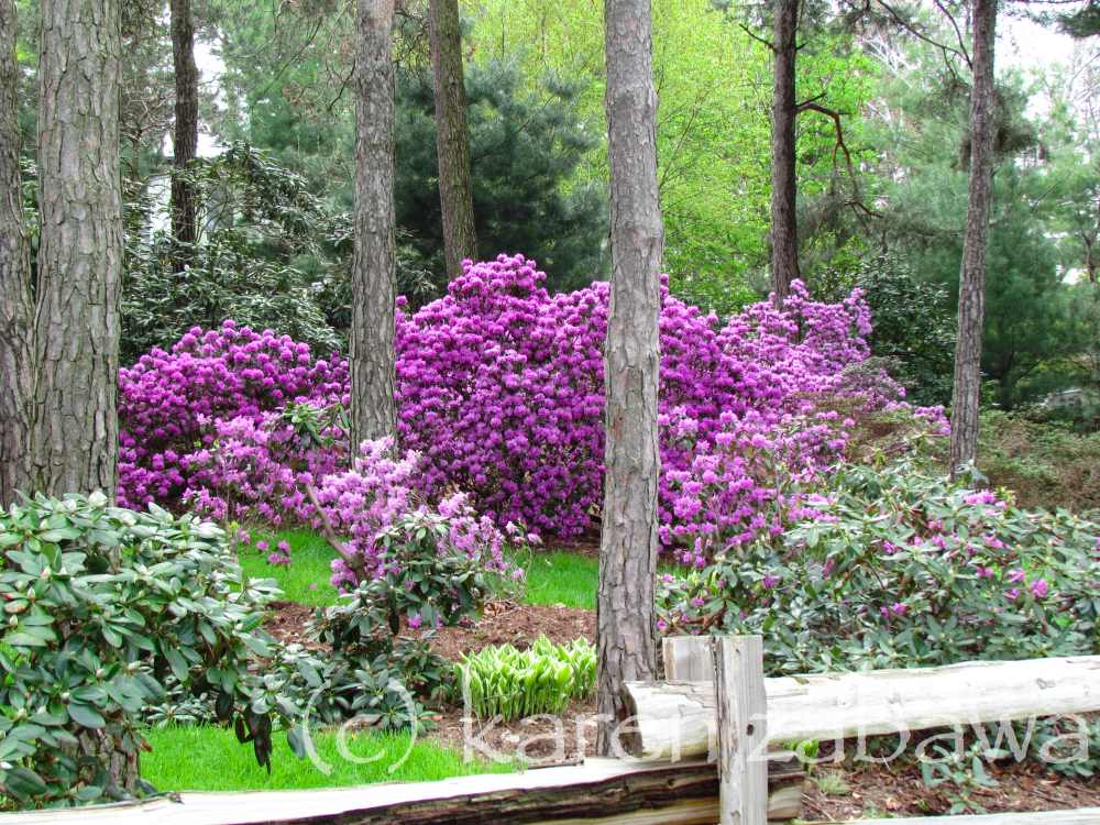 Brueckner Rhododendron Gardens: PJM Rhododendrons Peak Bloom ...