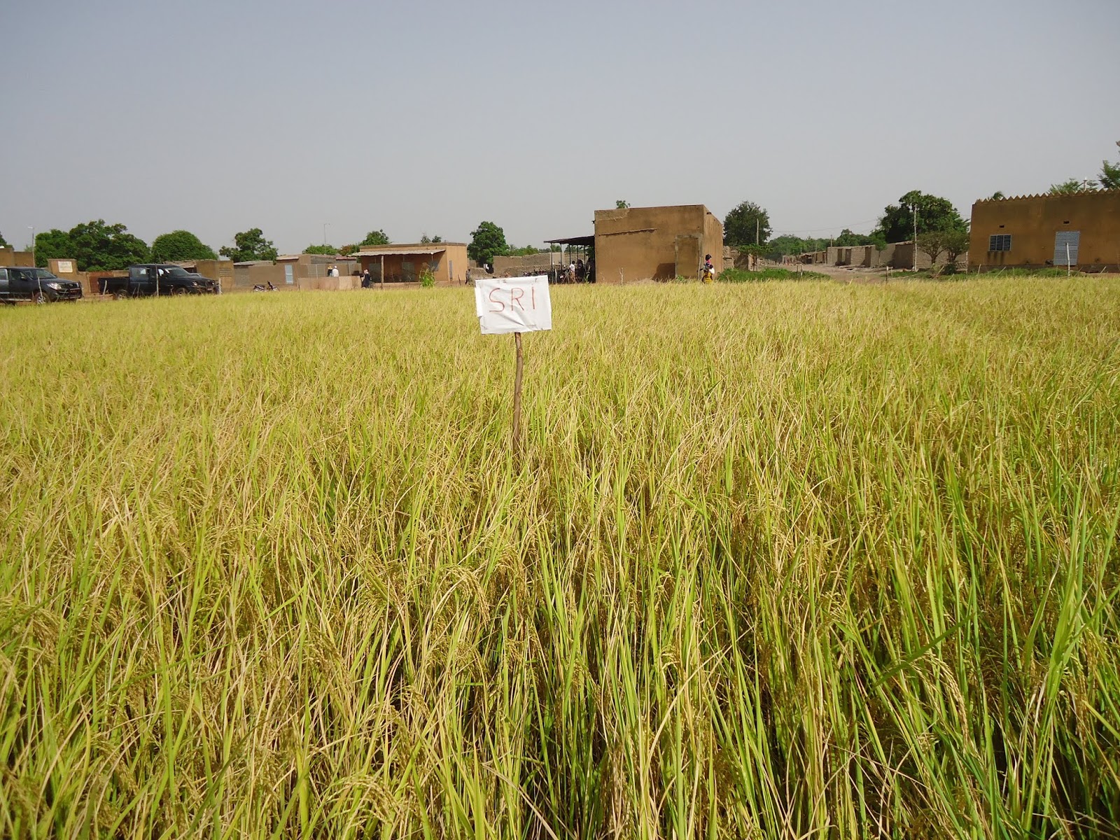 LE SYSTÈME DE RIZICULTURE INTENSIVE : PRINCIPES ! – Miroir de l'Info
