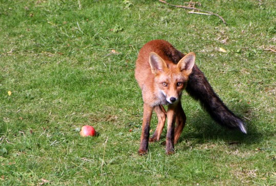 A bad witch's blog: Foxy Photo Taken With My New Camera Lens