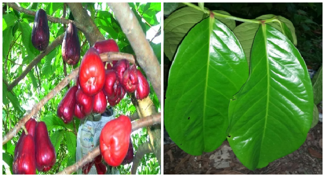 Luar Biasa!! Ternyata Tanaman Jambu Ini Memiliki Segudang Manfaat Untuk ...