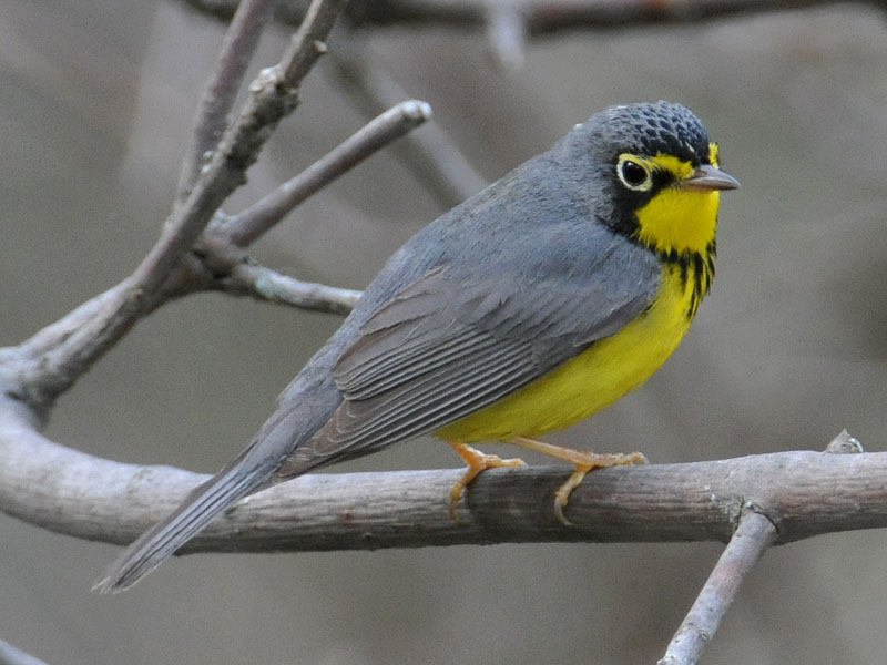 Nature Cameos: Some Migrating Warblers at Magee Marsh