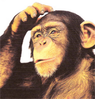 fotosnc: mono pensando