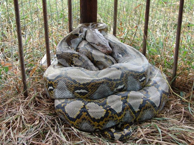 LOKALITY RETIC ~ R.J. Syahrulloh