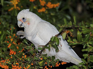 La fauna de Tais: Las Cacatúas