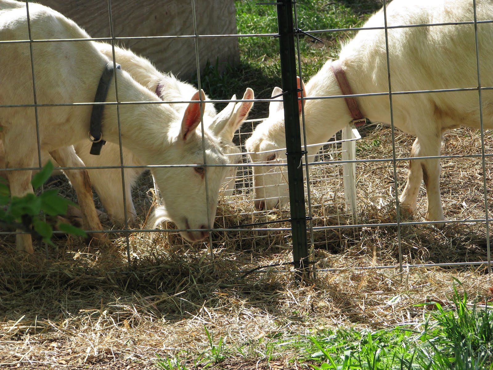 The Thankful Goats of Pretty Farm: New Goat Enclosure, New Raised Beds ...