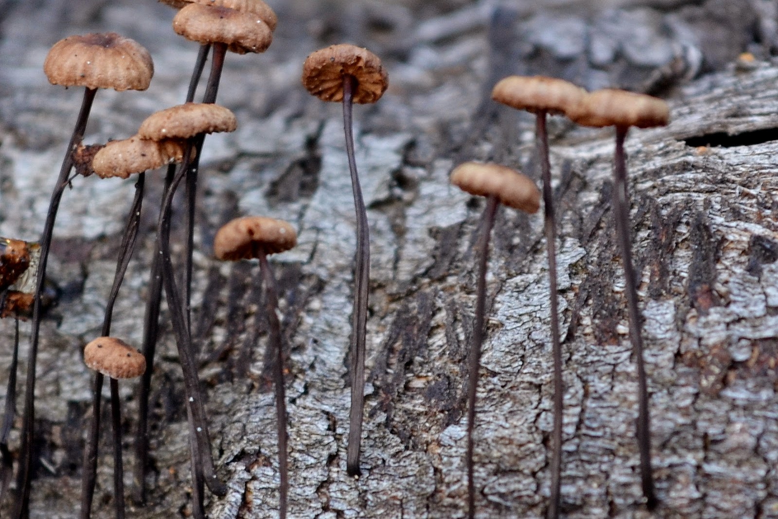 Setas Extremadura : Marasmius Androsaceus