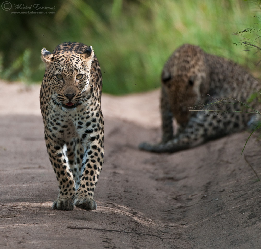 Sabi Sands: February 2010 (Part 4) | Focusing on Wildlife