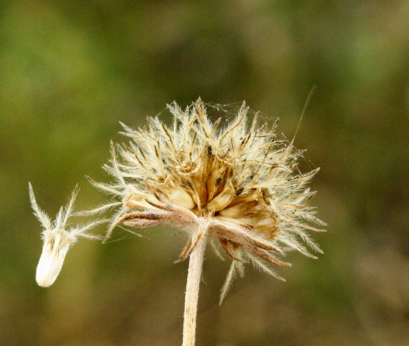 Plantas: Beleza e Diversidade: Pycnocomon intermedium