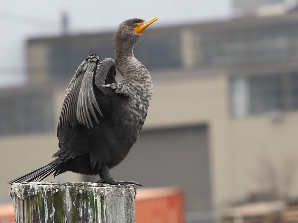 David VanKeuren's Photography: Cormorant