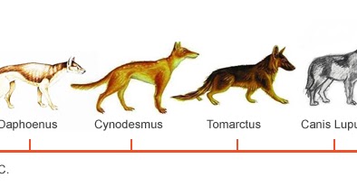 Cynodictis Evolution