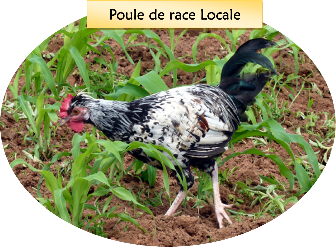 Connaissance des différentes races de poules – Miroir de l'Info