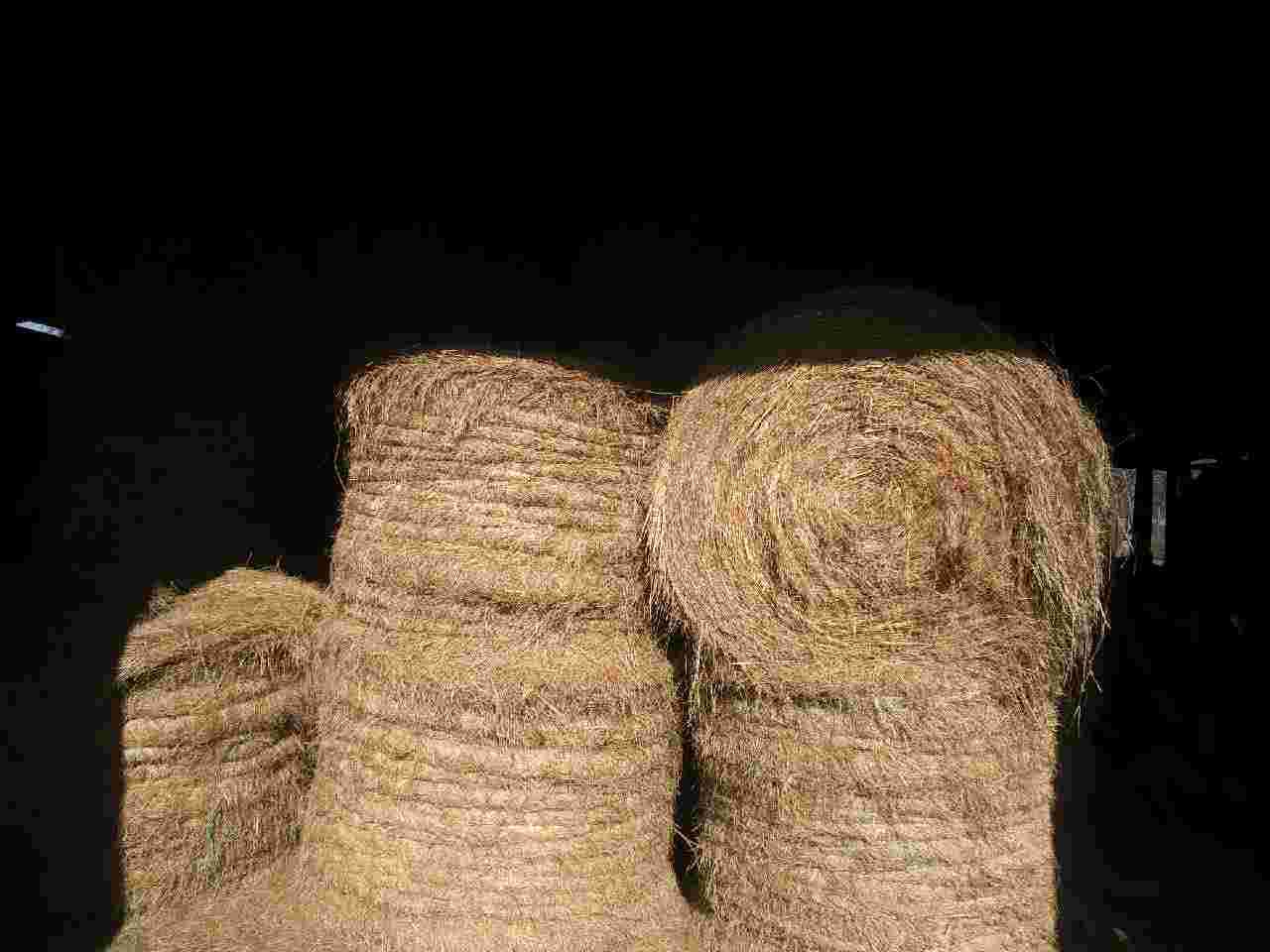 White House Farms: Bahia Grass Barn Hay!