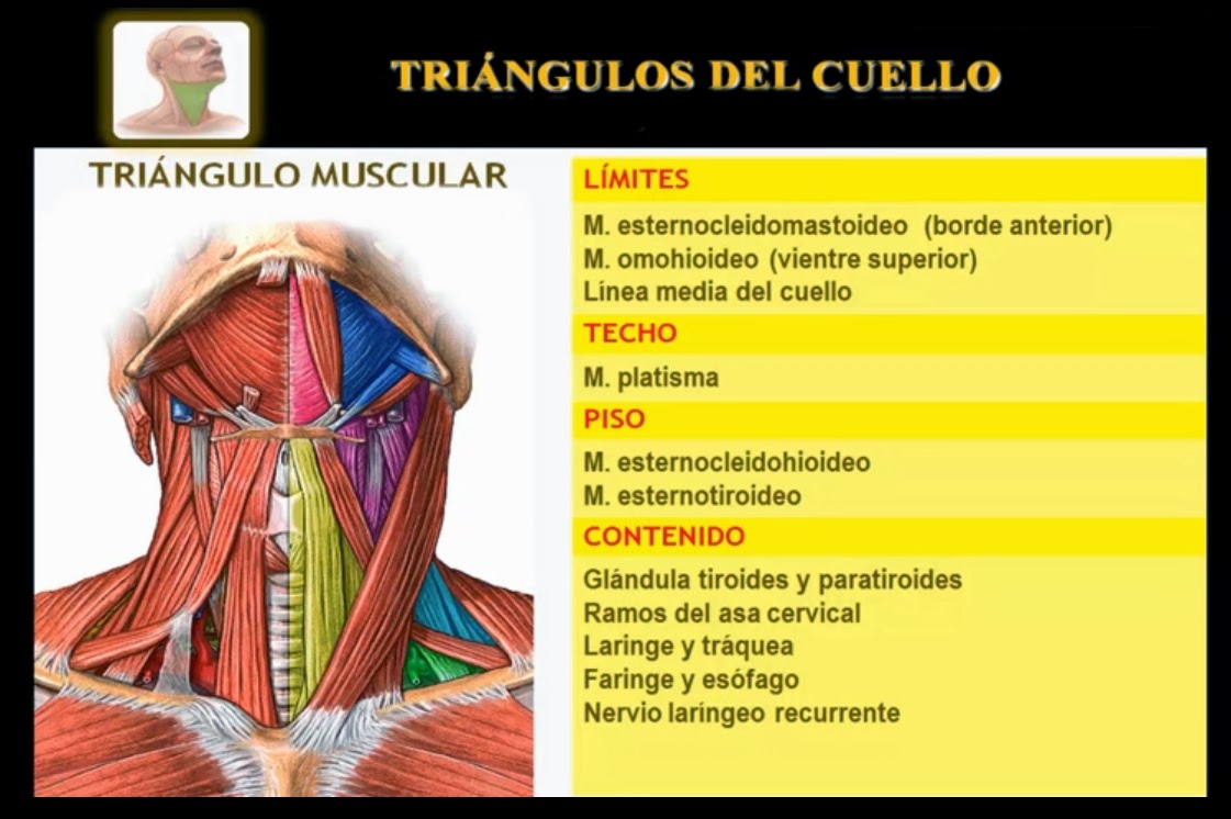 Anatomía del cuello