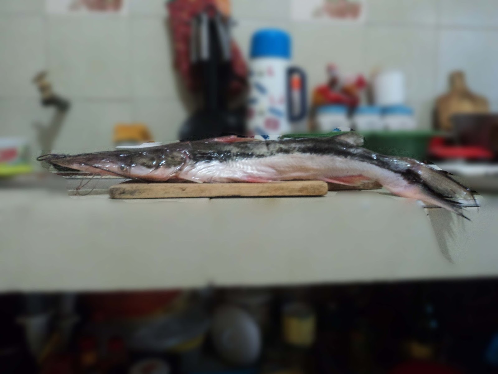 Pinillos - Bolívar: Bagre blanco o blanquillo, Sorubin cuspicaudus