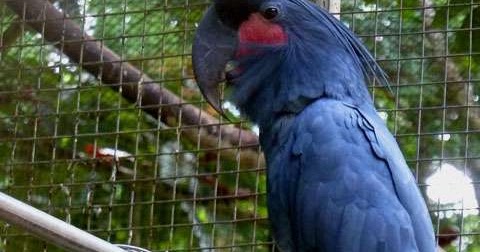 JUAL BURUNG KAKATUA ONLINE : KAKA TUA RAJA HITAM