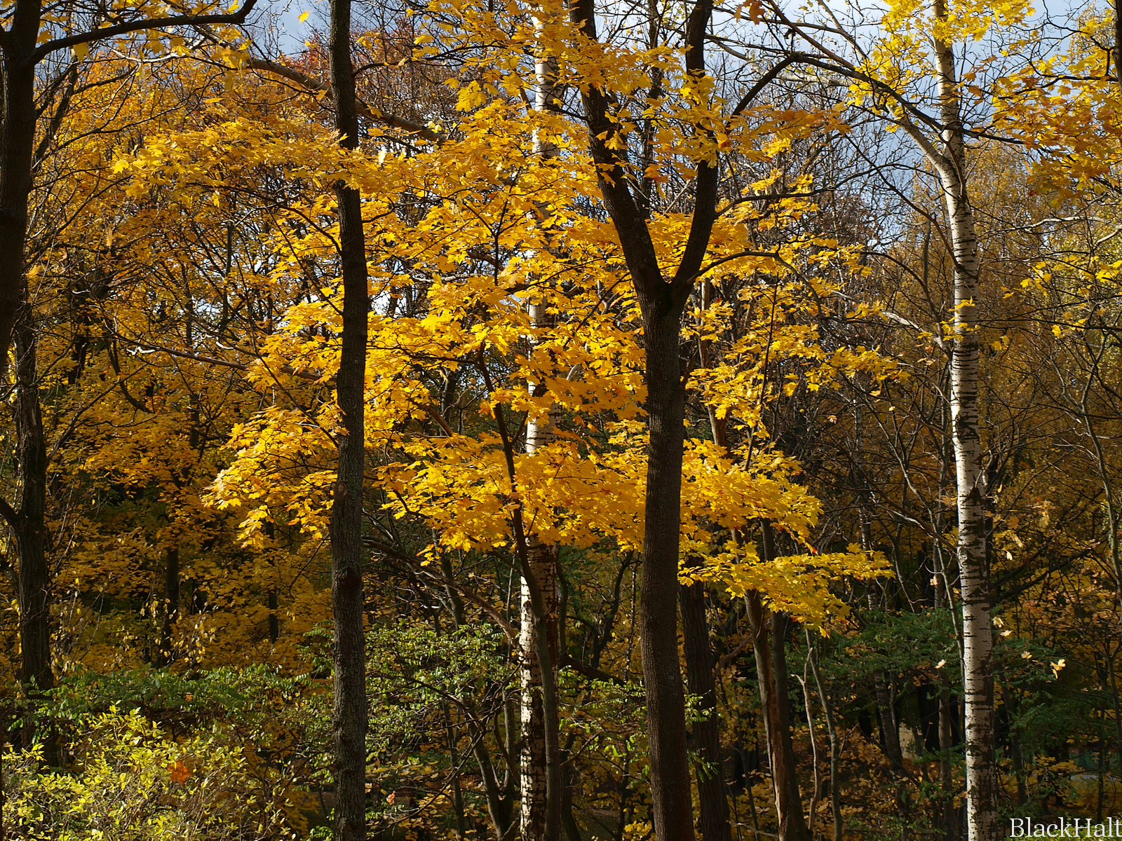 Rudens 2 - PhotoBlogSite