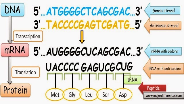 BIOLOGI GONZAGA: SINTESA LEMAK