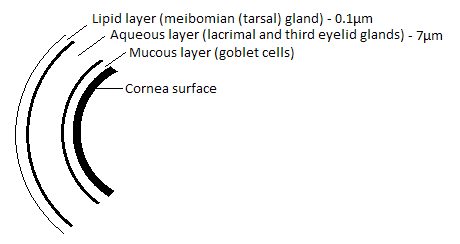 Eye Opener: Anatomy - Layers of the eye