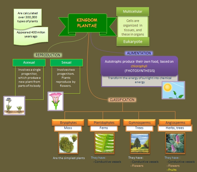 Educative diagrams: Kingdom Plantae