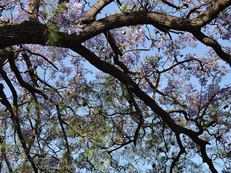 Jacaranda season in Adelaide