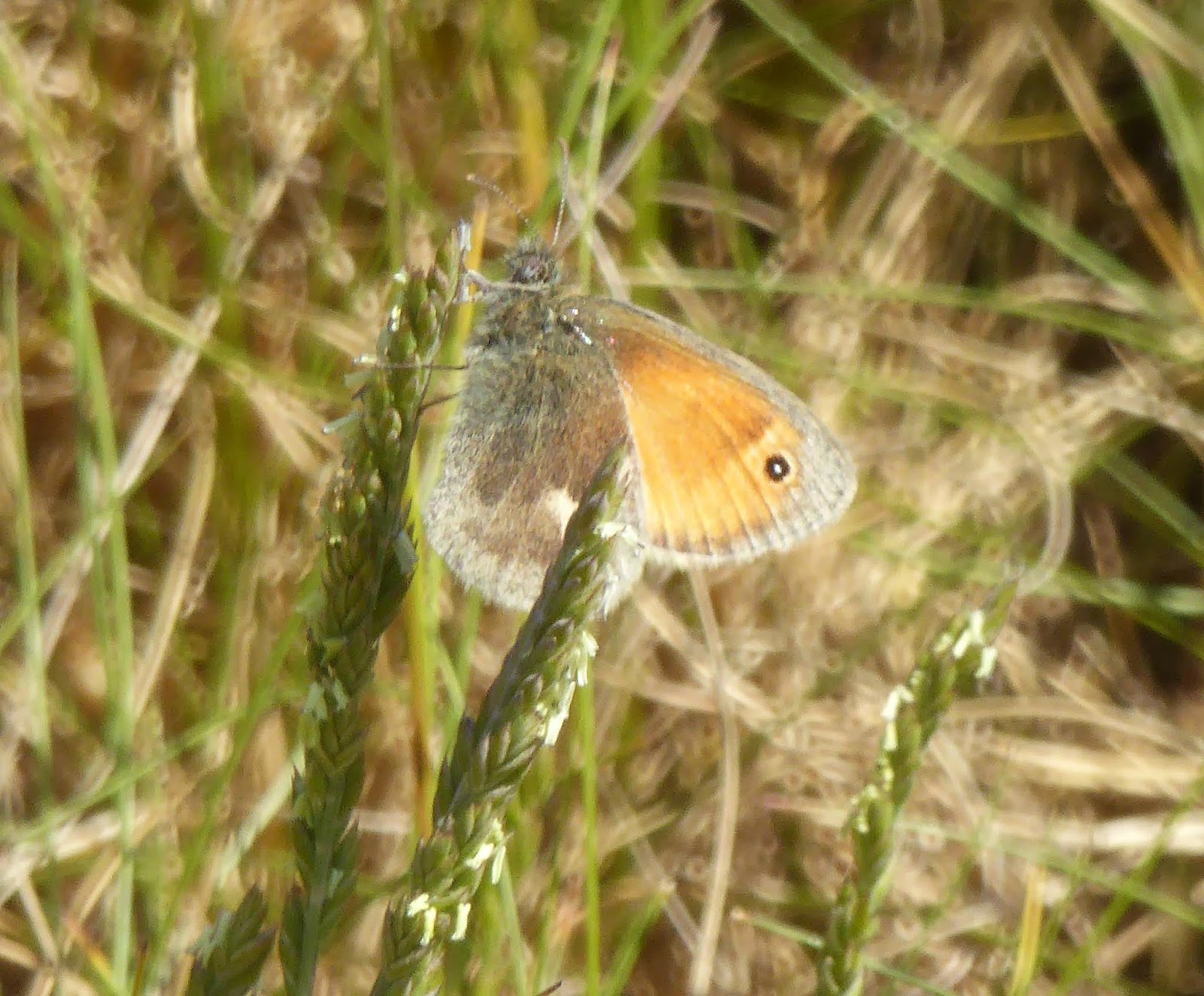 Wild and Wonderful: Small Butterflies at Sutton Hoo (and a Holly Blue ...