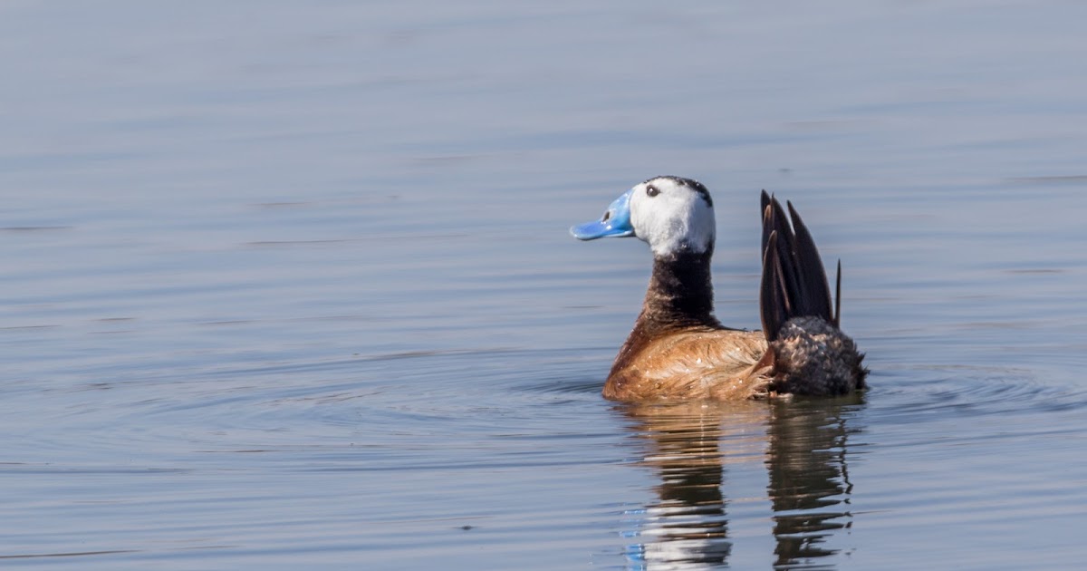 DocNatureBlog: El pato con el pico azul abultado y la cola elevada ...