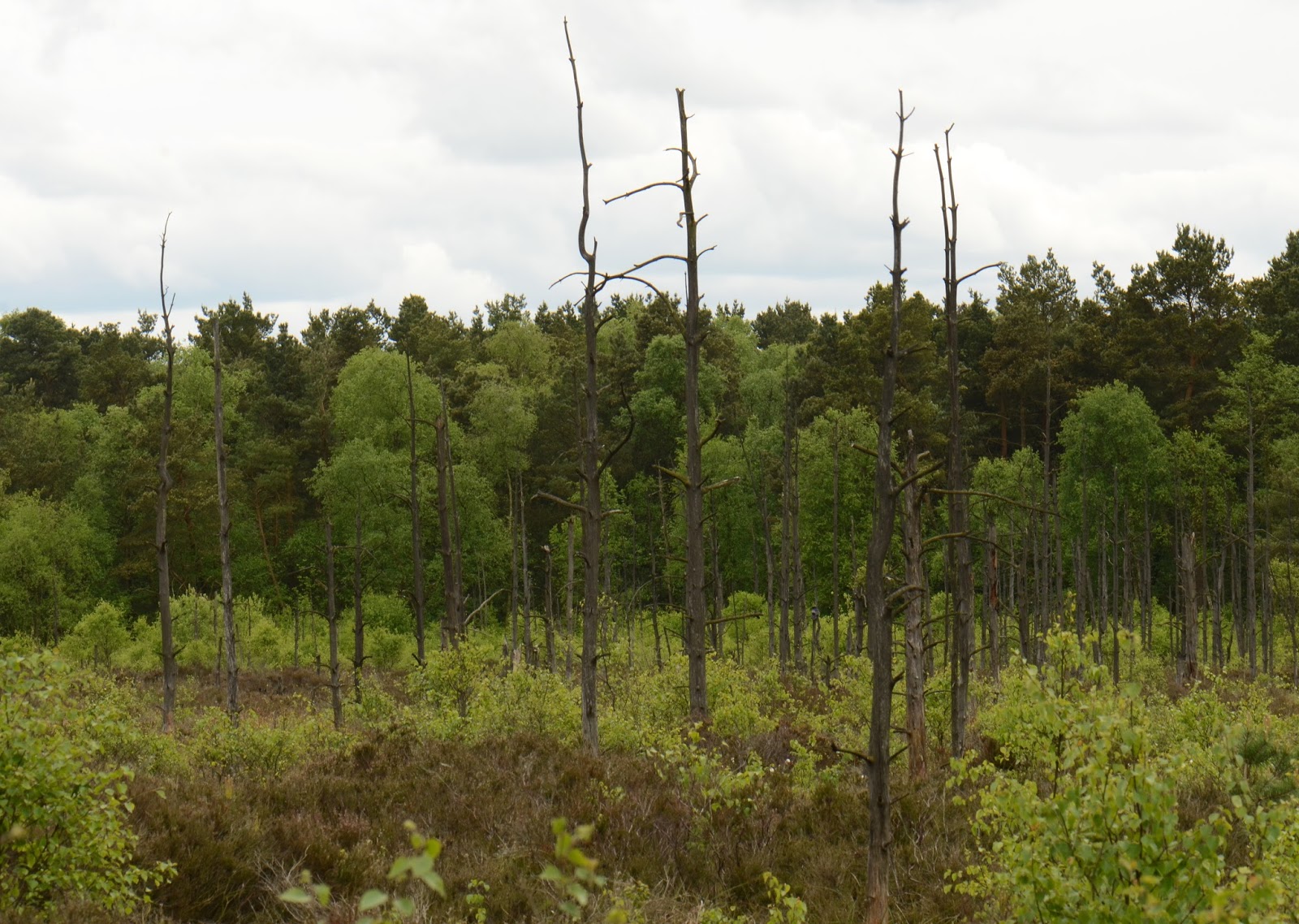 Bird and Bug Diaries...: Chartley Moss NNR