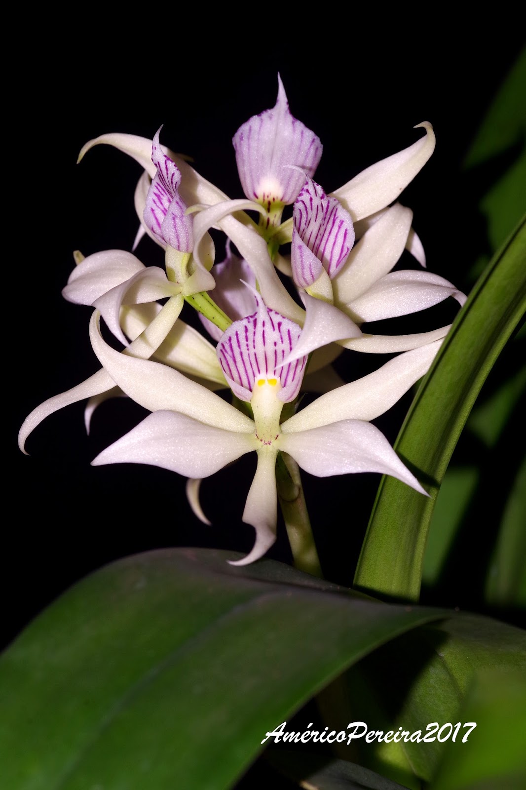 Orquídeas soltas: Prosthechea fragrans