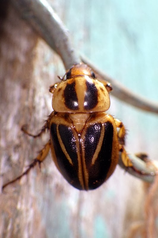 Kaitlyn's Paraguay Adventures!: Paraguay Insects- Post 1